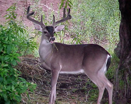 White-Tailed Deer, The National Symbol of Costa Rica Wildlife ...