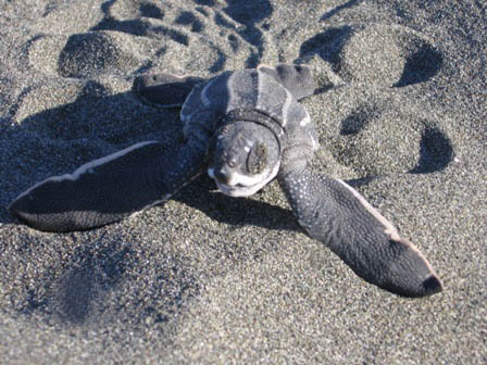 Pacuare Matina Forest Reserve Costa Rica - CostaRicaInfoLink.com