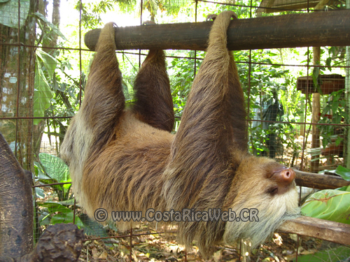 Proyecto Asís Costa Rica - Voluntariado, Tours, Centro de Rescate